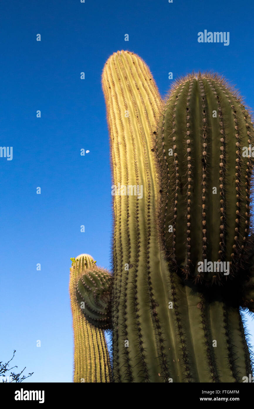 Saguaro spines hi-res stock photography and images - Alamy