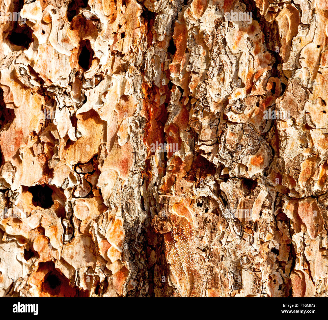 barck in the abstract close up of a tree color and texture Stock Photo ...