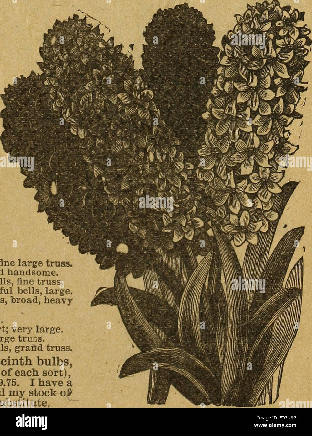 A 1900 catalog listing hardy bulbs suitable for gardens, with detailed ...