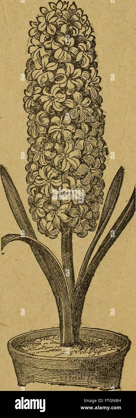 Hardy bulbs hi-res stock photography and images - Alamy