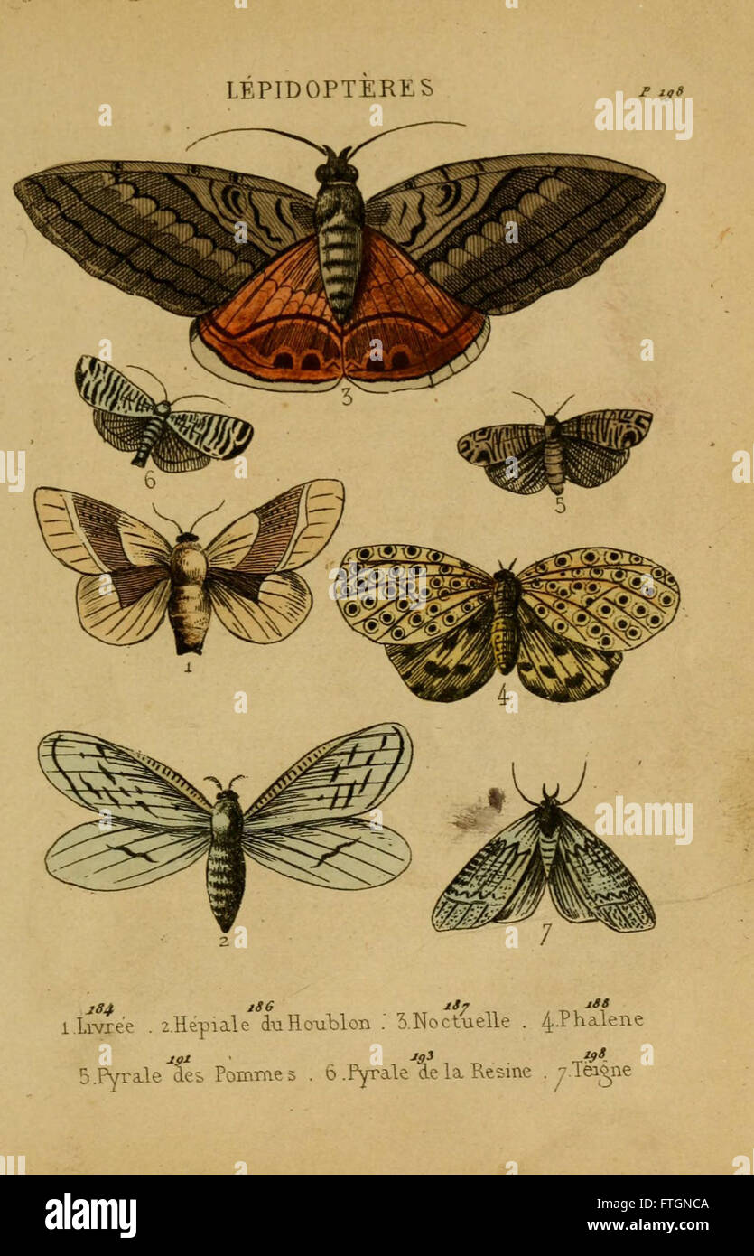 A volume from Buffon's illustrated works, providing visual and written ...