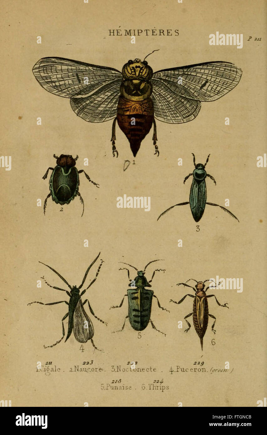 *Petit Buffon Illustré* (P. 211) is a series of illustrated volumes by ...