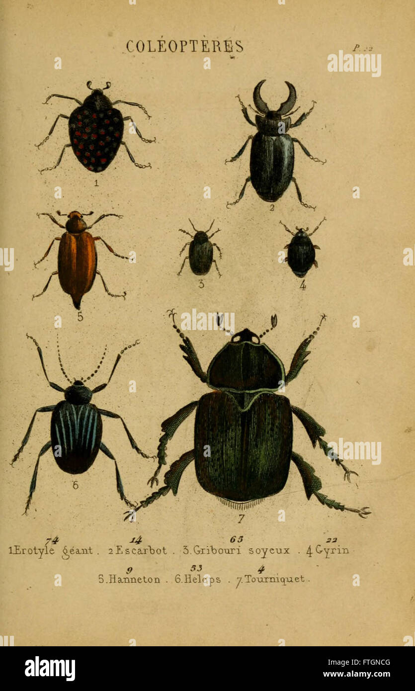 An illustration from *Petit Buffon*, depicting the natural world ...