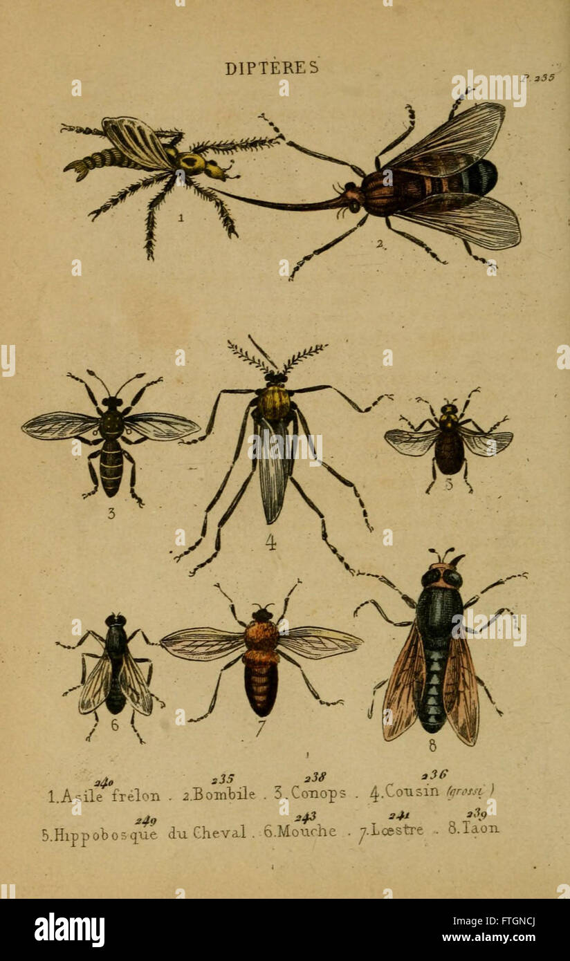 This illustrated edition of Buffon’s natural history offers visual ...