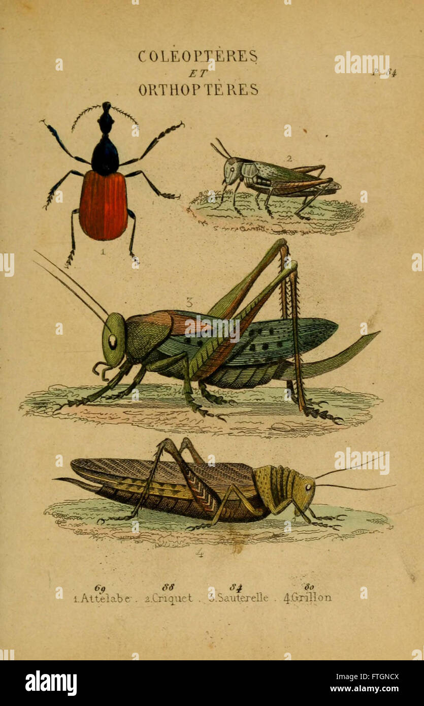 *Petit Buffon illustré* (P. 84) is a French illustrated work, part of ...