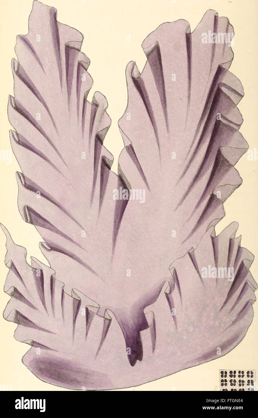 Phycologia Britannica is a comprehensive guide to British seaweeds ...