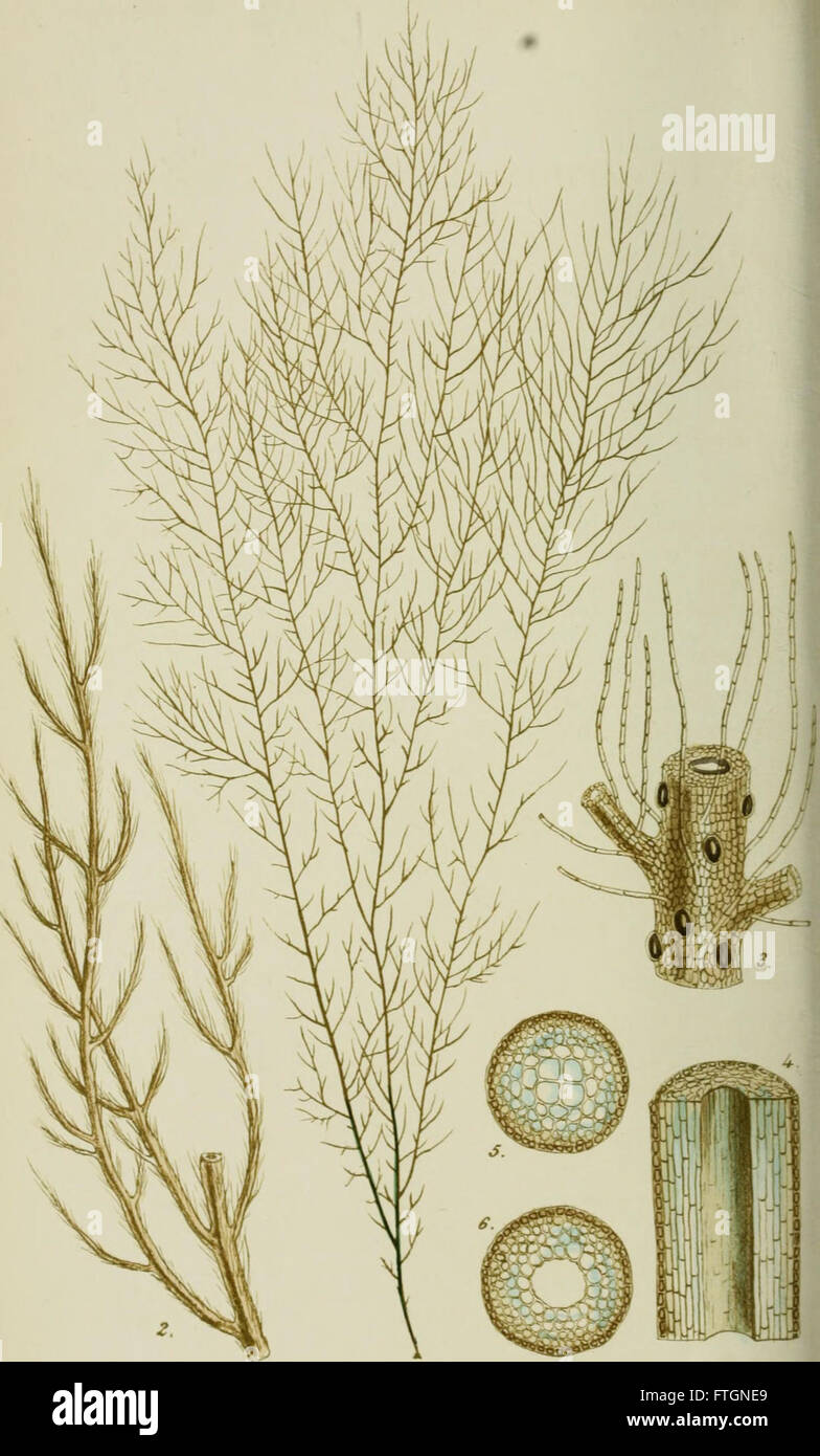 A comprehensive study of British seaweeds, featuring detailed ...