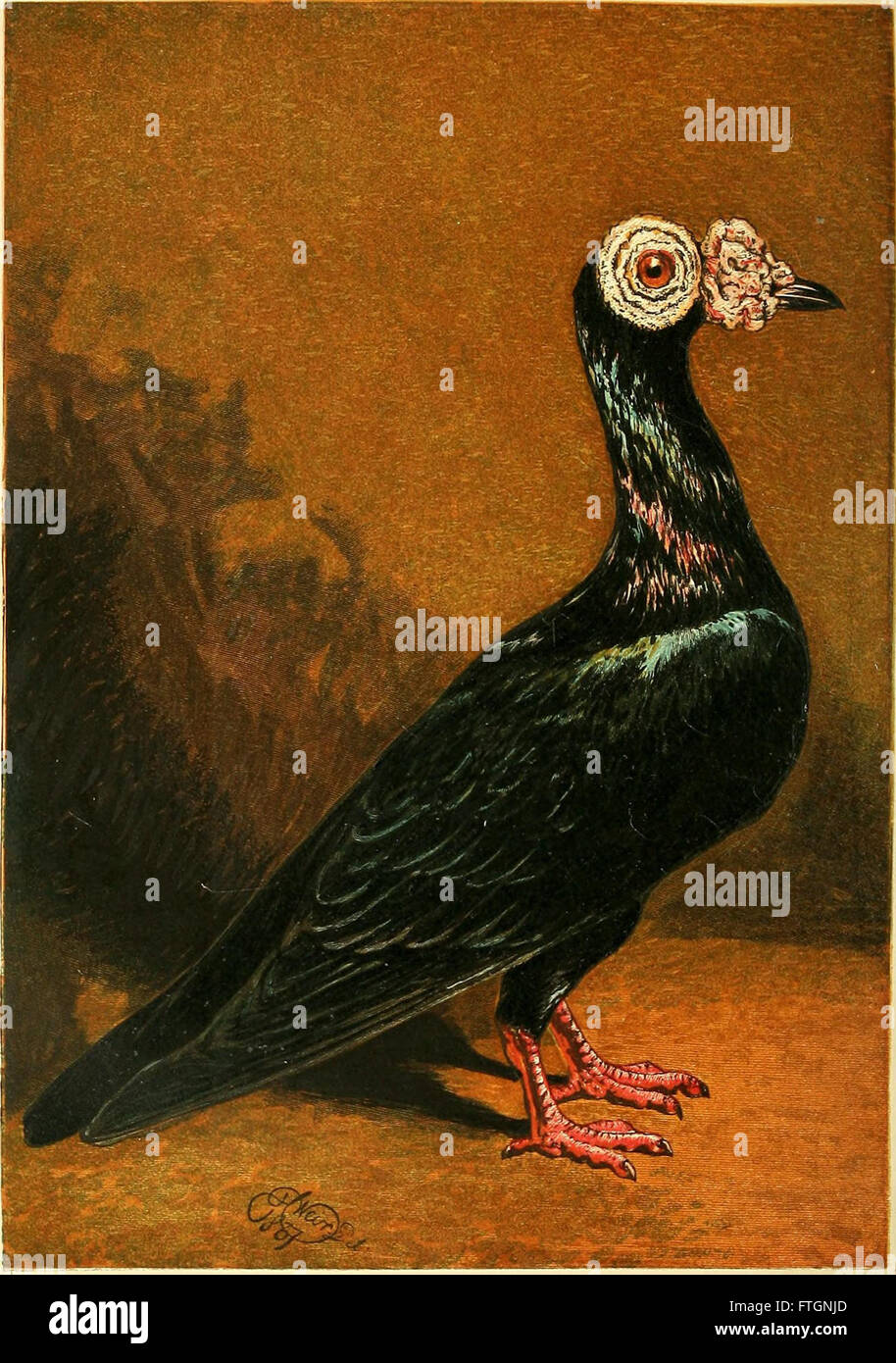 A 1868 study of pigeons, detailing their physical structure, various ...