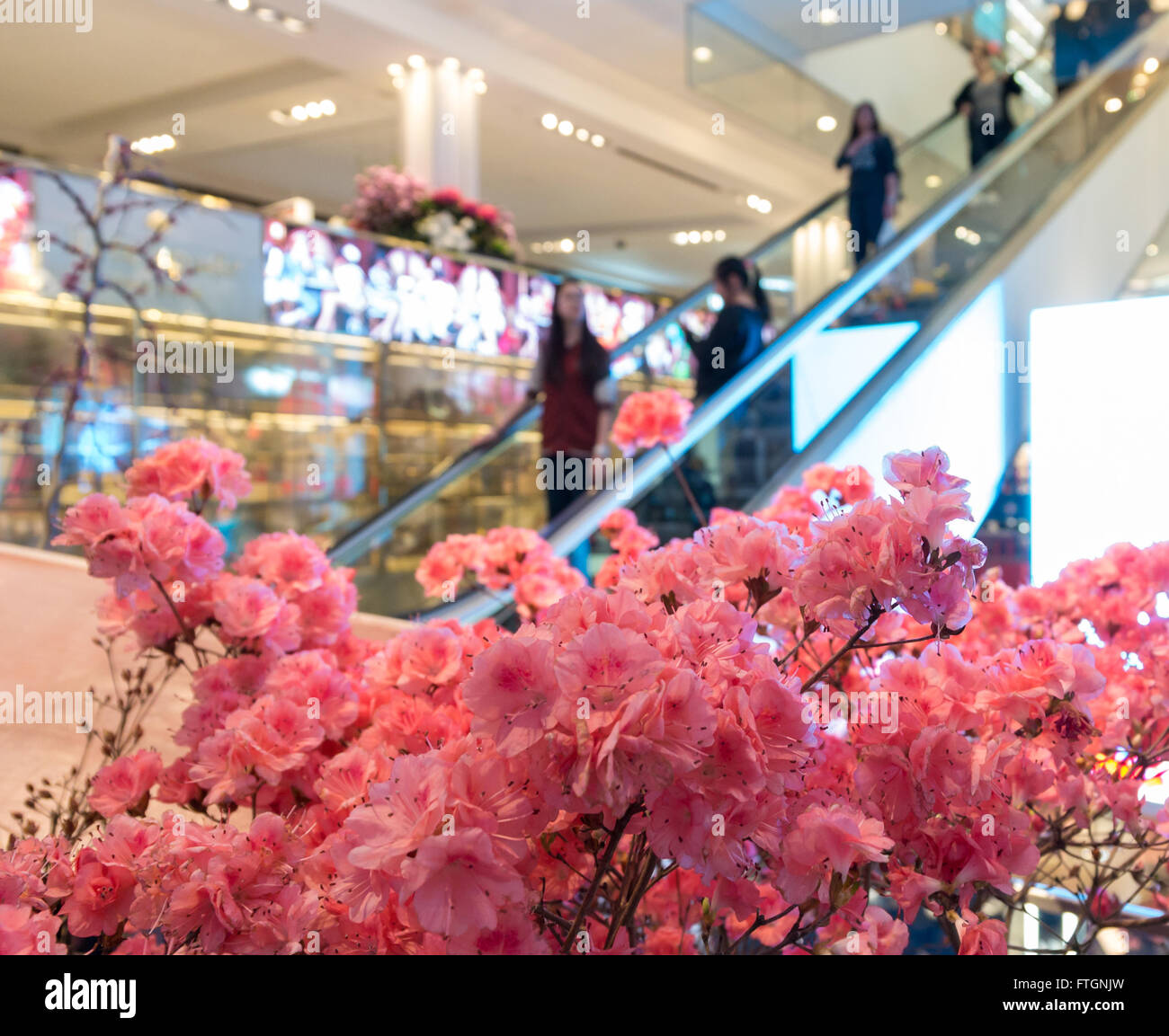 Macy's annual Flower Show: Pink Azalea flowers with people coming down ...