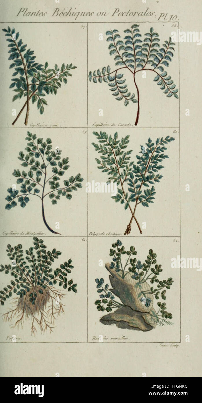 An illustrated plate from a botanical work detailing common, native ...