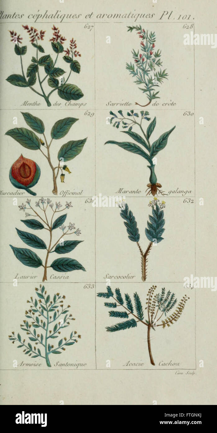 A botanical illustration from 'Plantes usuelles, indigènes et exotiques ...