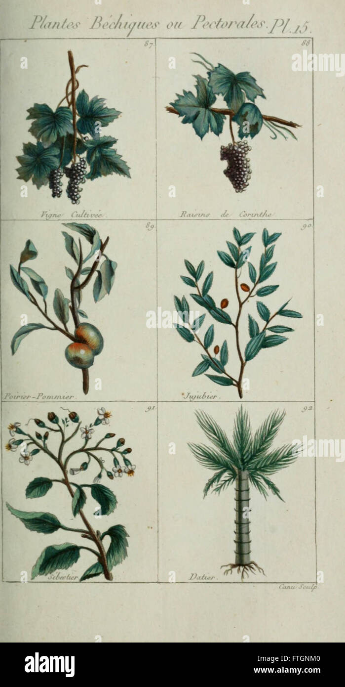This botanical illustration presents common, indigenous, and exotic ...