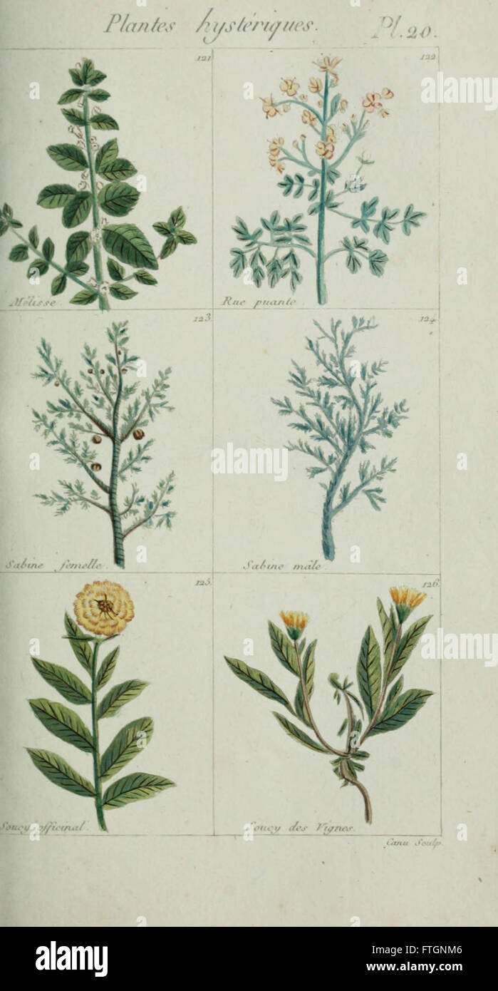 A botanical plate depicting common, native, and exotic plants ...
