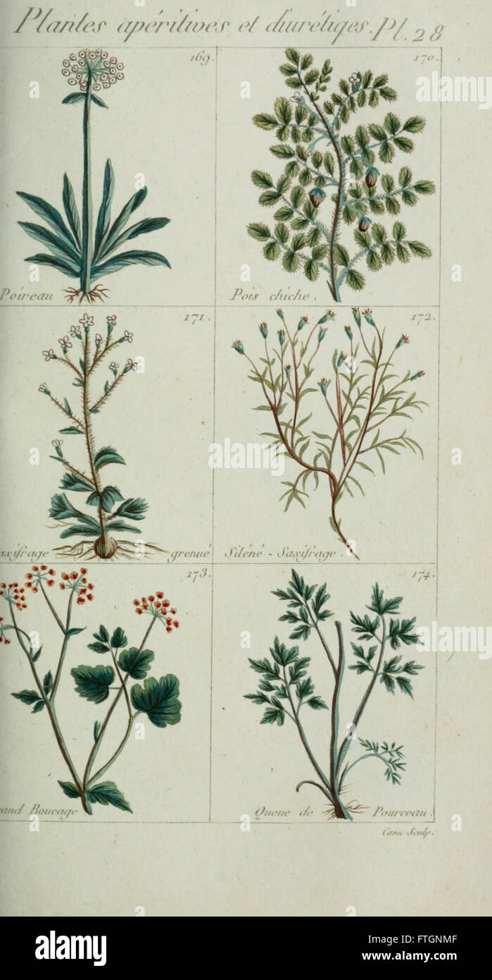 *Plantes usuelles, indigènes et exotiques (Pl. 28)* illustrates common ...