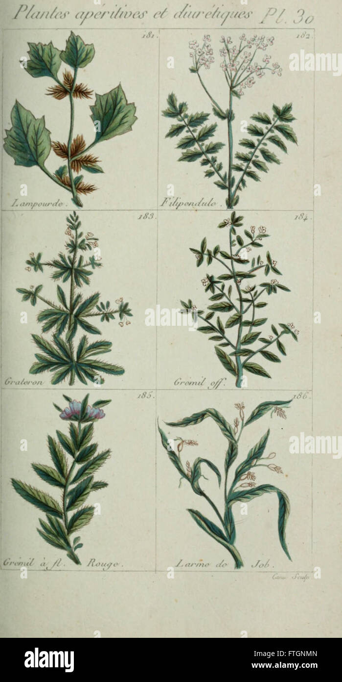 This botanical illustration from the series 'Plantes usuelles ...