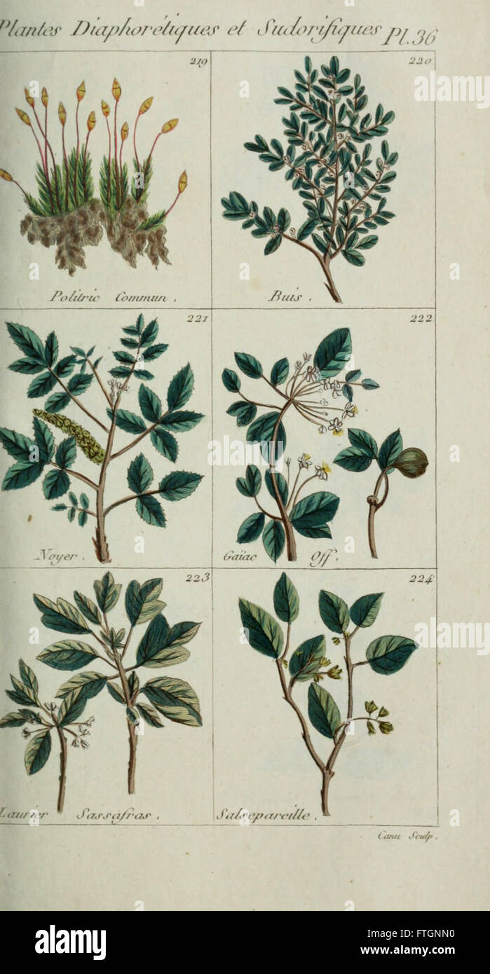 A botanical plate illustrating a range of common, native, and exotic ...