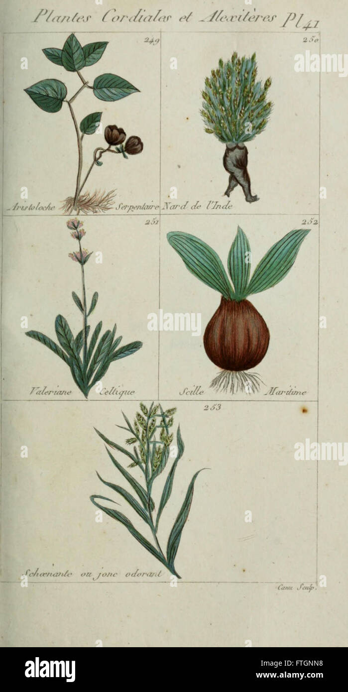 This plate features common plants, both indigenous and exotic ...