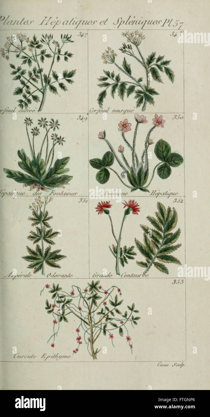 A botanical illustration from a work on common, indigenous, and exotic ...
