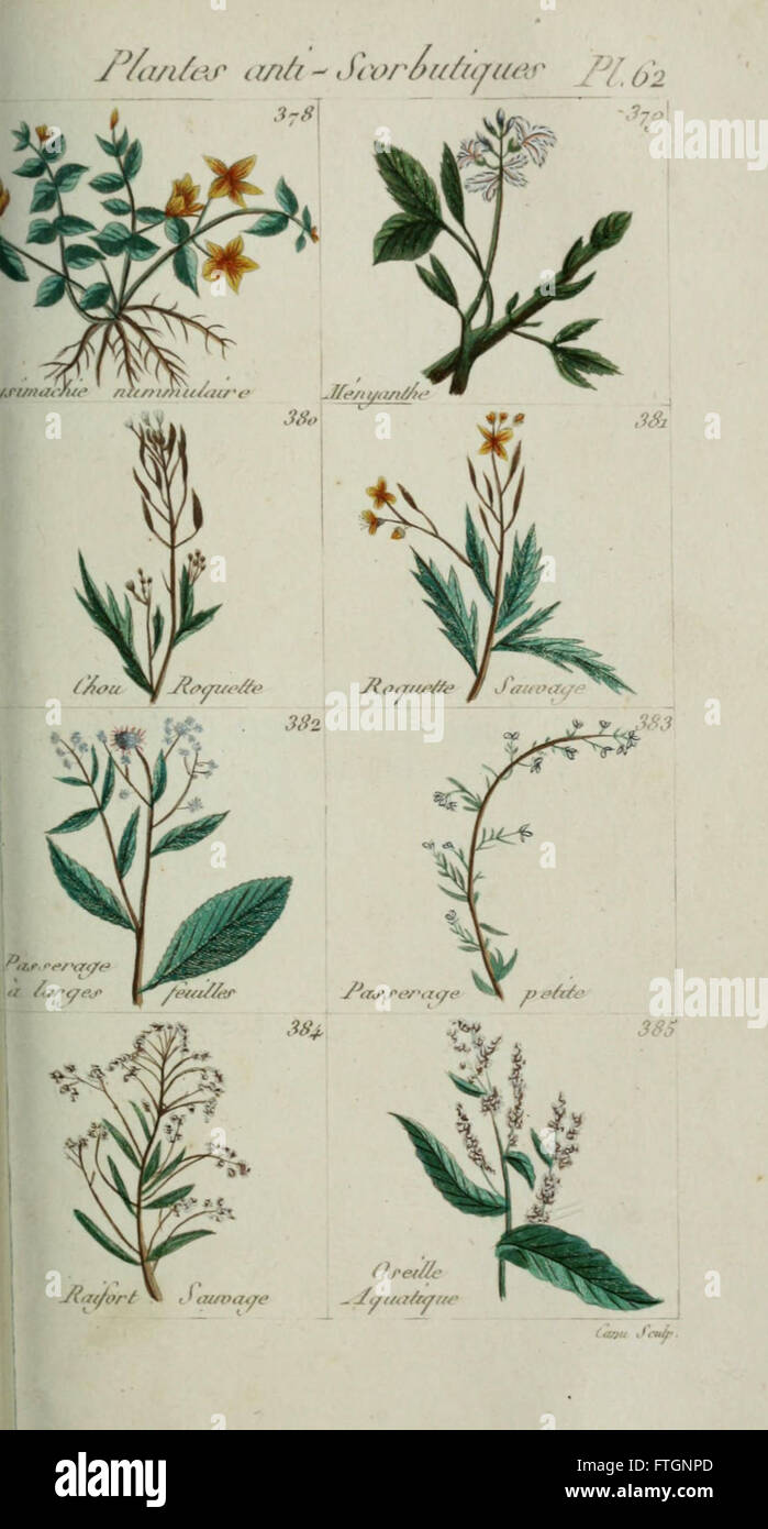*Plantes usuelles, indigènes et exotiques* (Plate 62) illustrates a ...