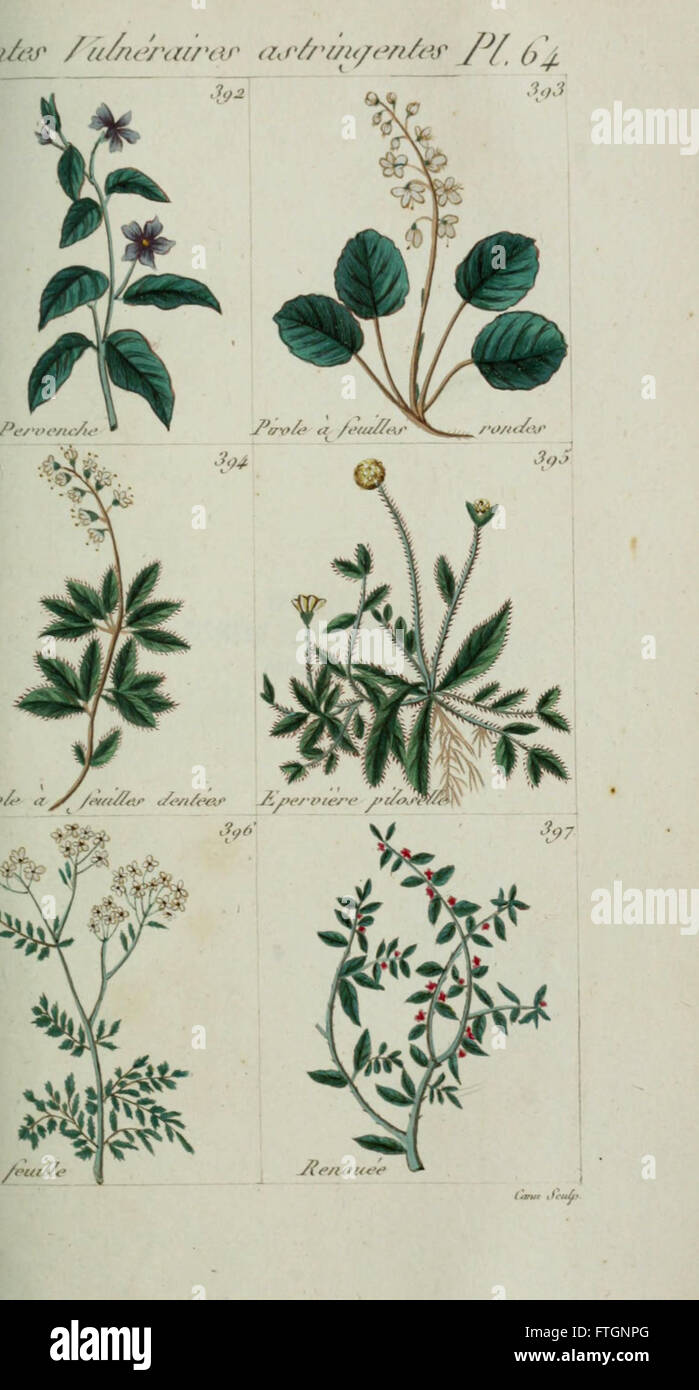 This French work, translated as 'Common, Native and Exotic Plants ...