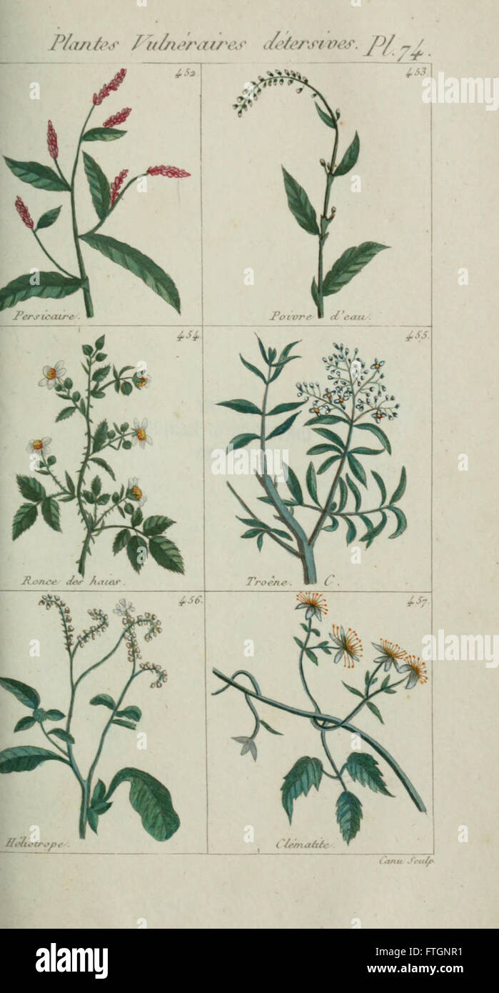 This plate from 'Plantes usuelles, indigènes et exotiques' illustrates ...