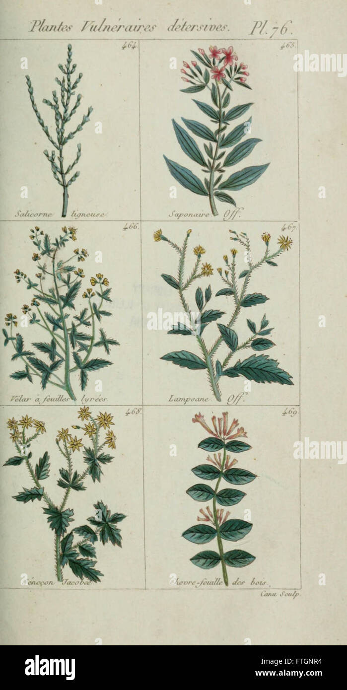 An illustration from a botanical study depicting common indigenous and ...