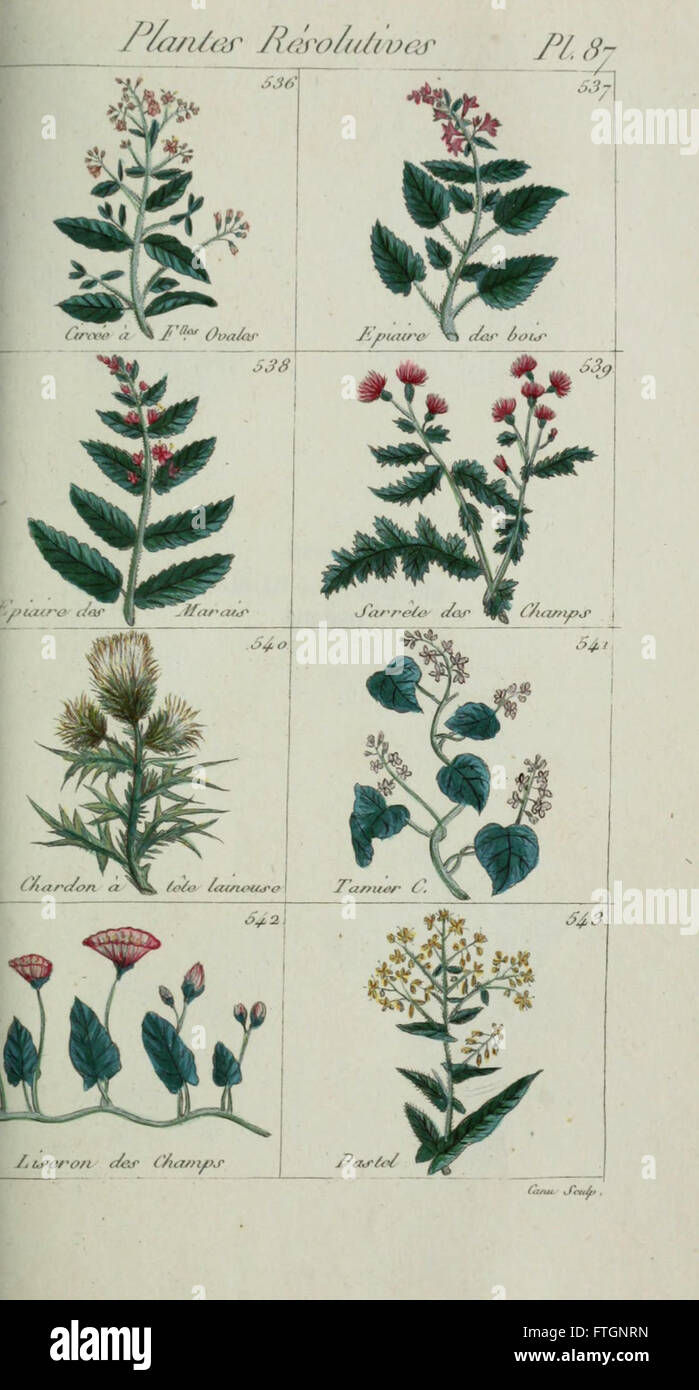 A botanical illustration depicting common, indigenous, and exotic ...