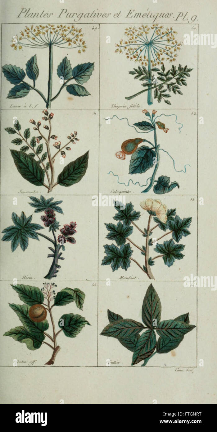 A botanical plate from a series depicting common, indigenous, and ...