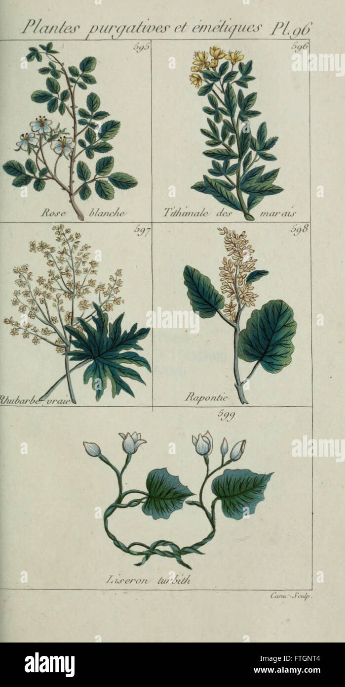 An illustration from 'Plantes usuelles, indigènes et exotiques ...