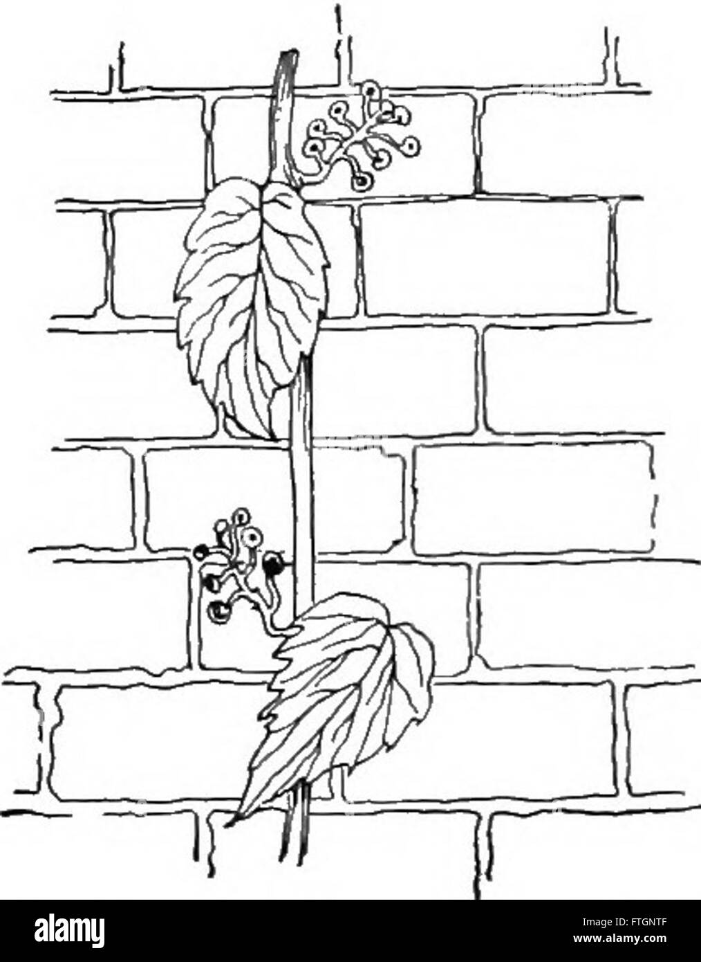 Botany book cover hi-res stock photography and images - Alamy