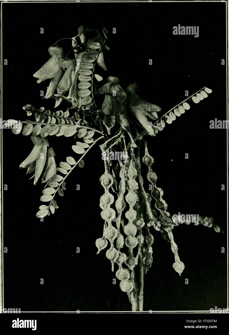 A 1906 botanical work detailing the diverse flora of New Zealand ...