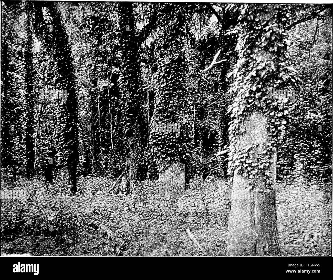 Plant studies hi-res stock photography and images - Alamy