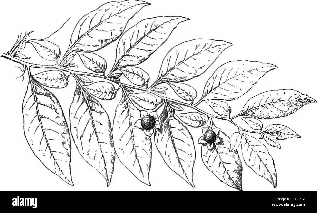 A 1911 guide to practical botany, focusing on plant identification ...