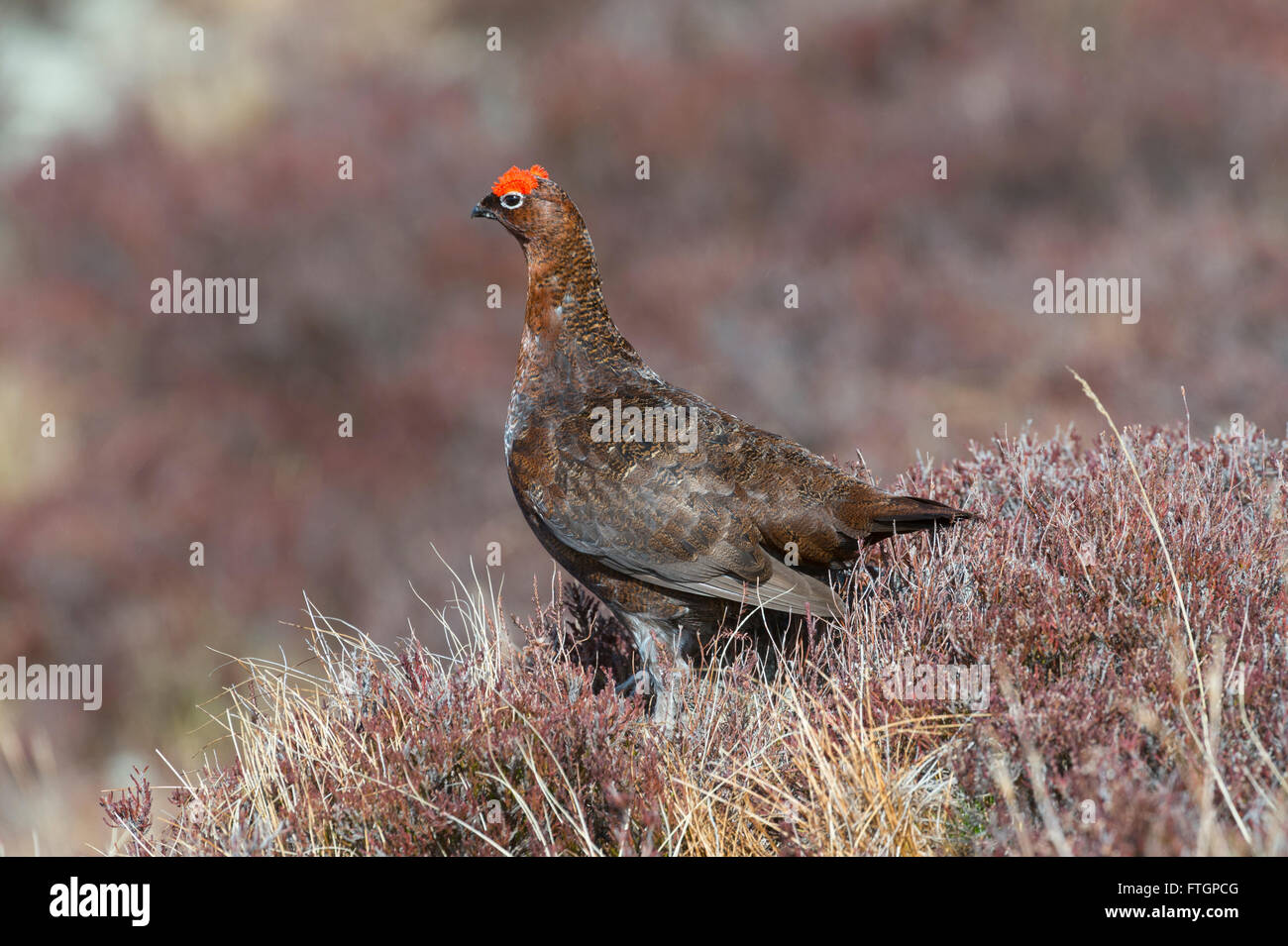 Red Grouse (Lagopus lagopus scoticus), spring, male Stock Photo - Alamy
