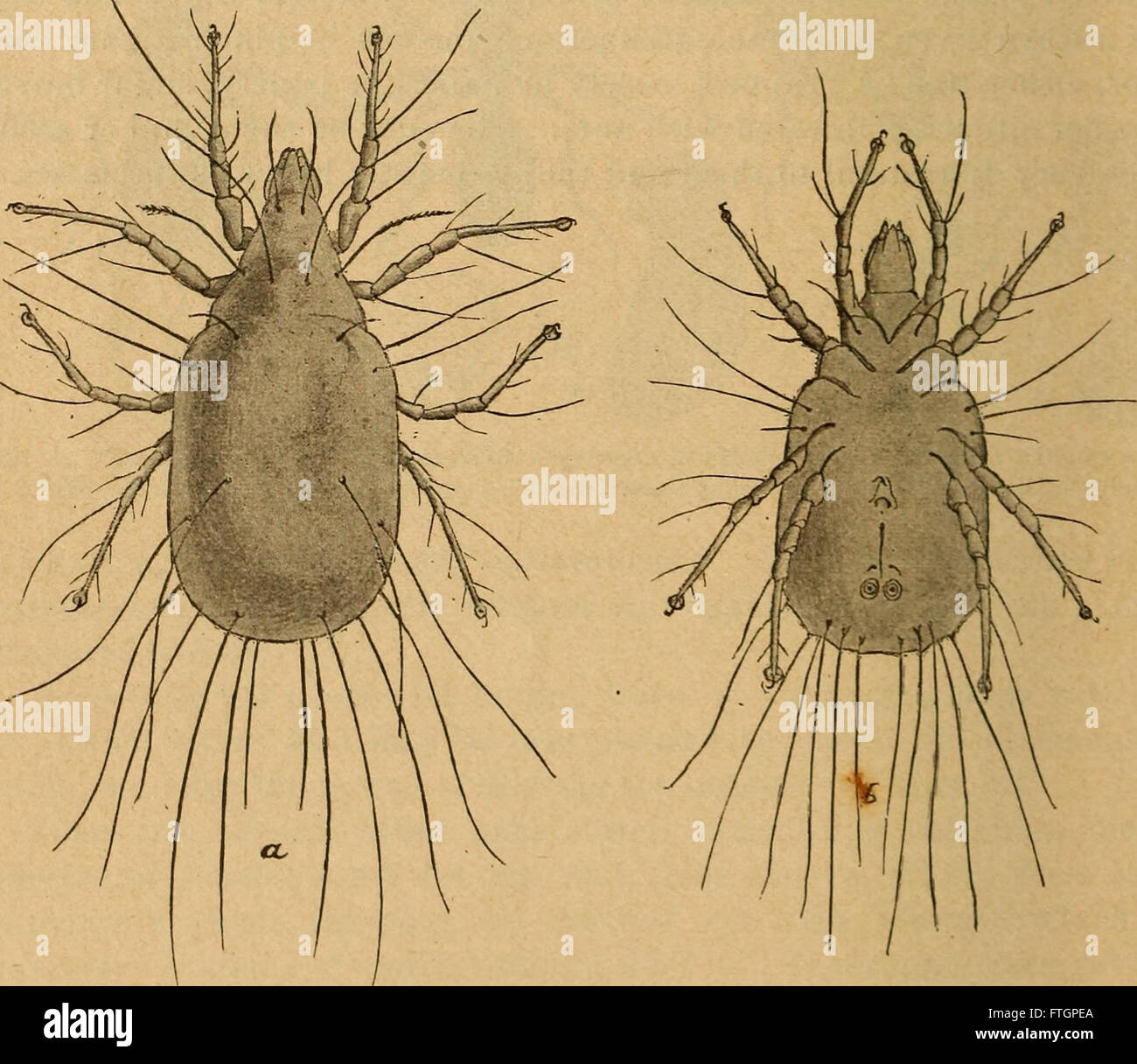 A 1896 guide detailing common household insects in the U.S., offering ...