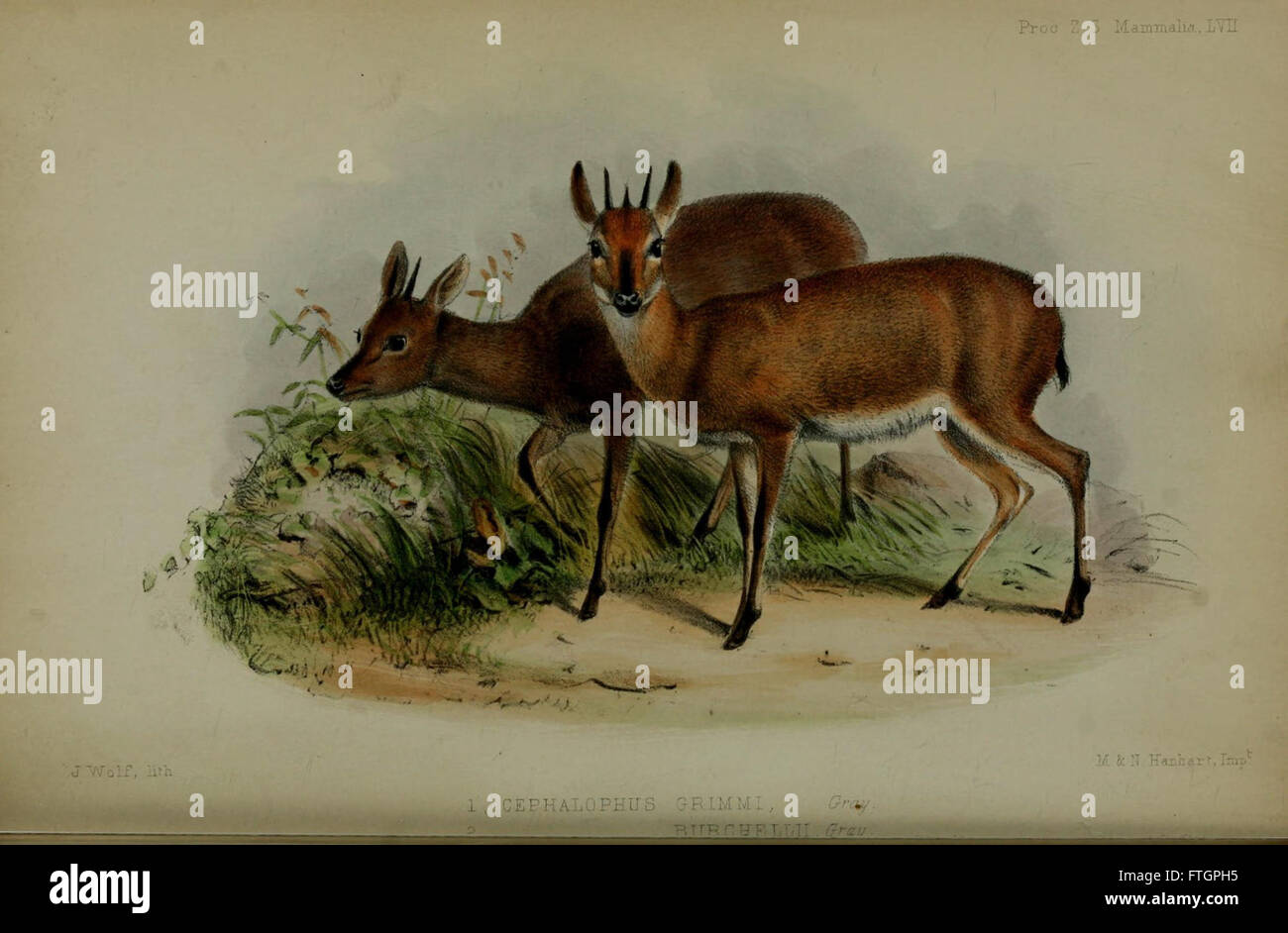 Plate LVII from the 'Proceedings of the Zoological Society of London ...
