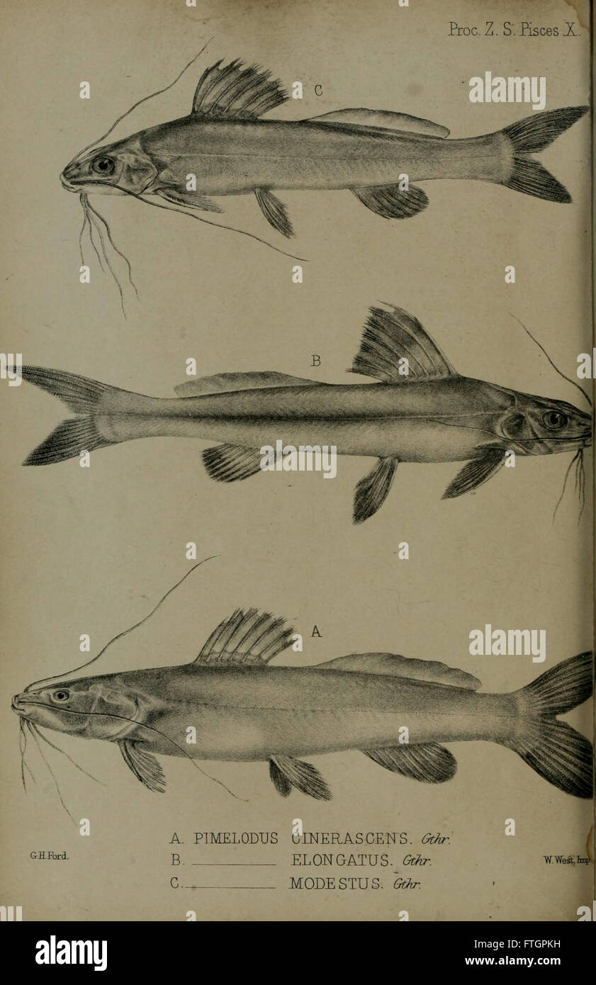 This publication focuses on zoological studies of fish species ...