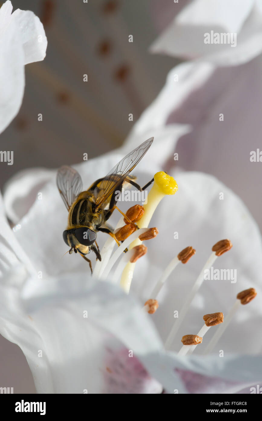 Pendulas hi-res stock photography and images - Alamy