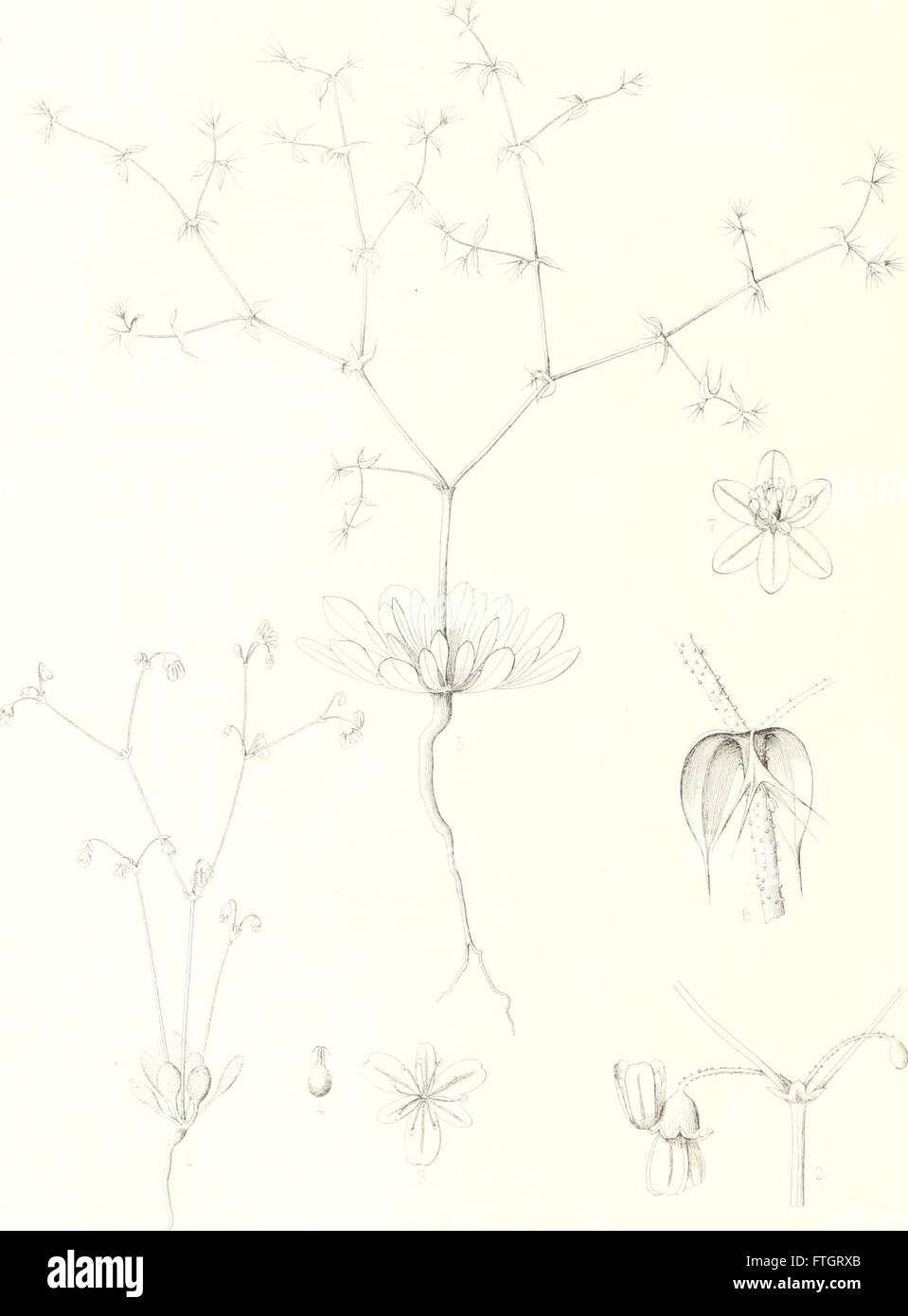 Fortieth parallel survey hi-res stock photography and images - Alamy