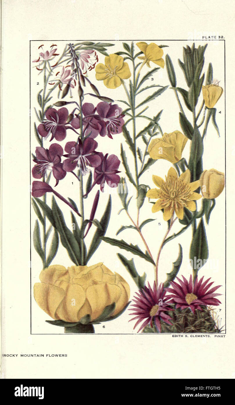 A botanical illustration showcasing native wildflowers of the Rocky ...