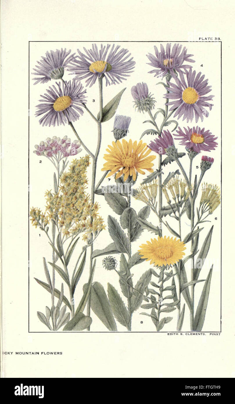 A botanical illustration showing various species of Rocky Mountain ...