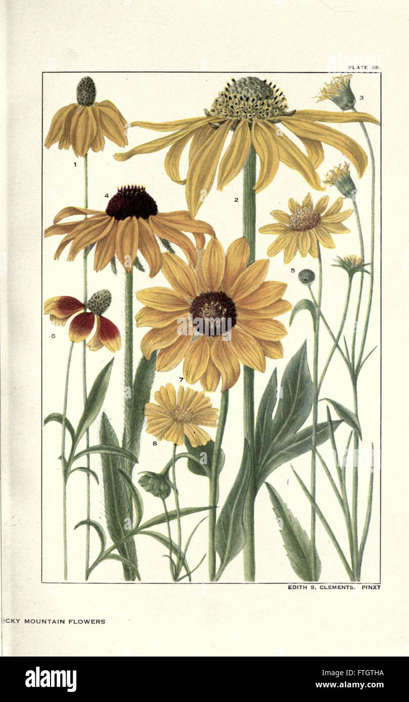 This plate from 'Rocky Mountain Flowers' presents various flowering ...