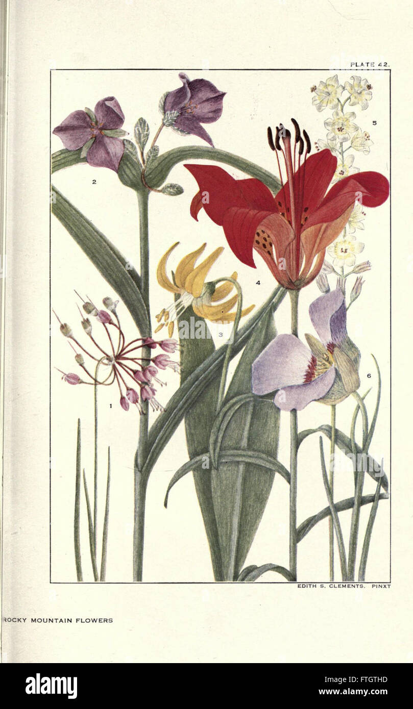This plate depicts various species of flowers native to the Rocky ...