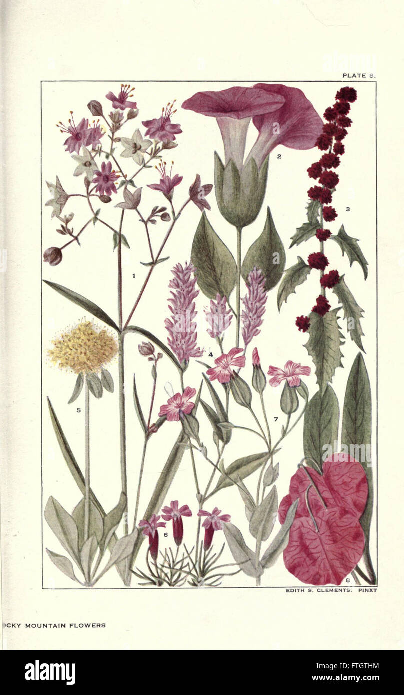 Plate 8 in this botanical series features various flowering plants ...