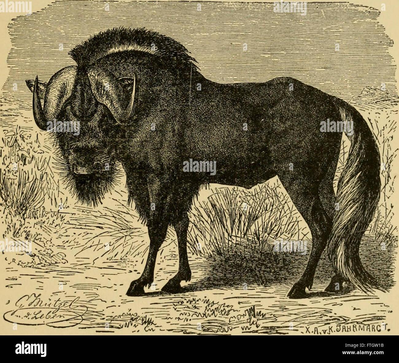 'Roosevelt's African Trip' chronicles Theodore Roosevelt's 1909 journey ...