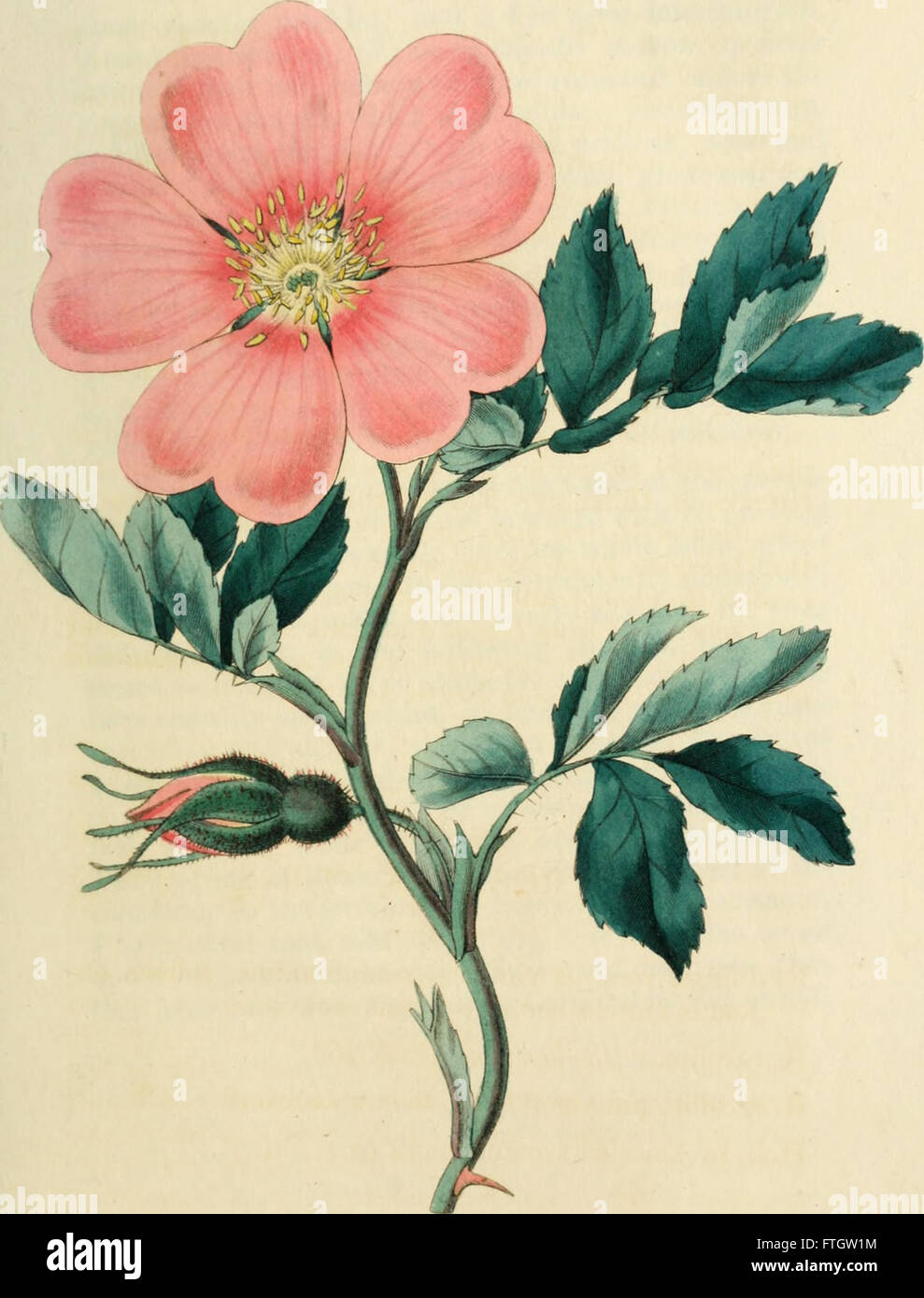 'Rosarum Monographia' provides a detailed botanical history of roses ...
