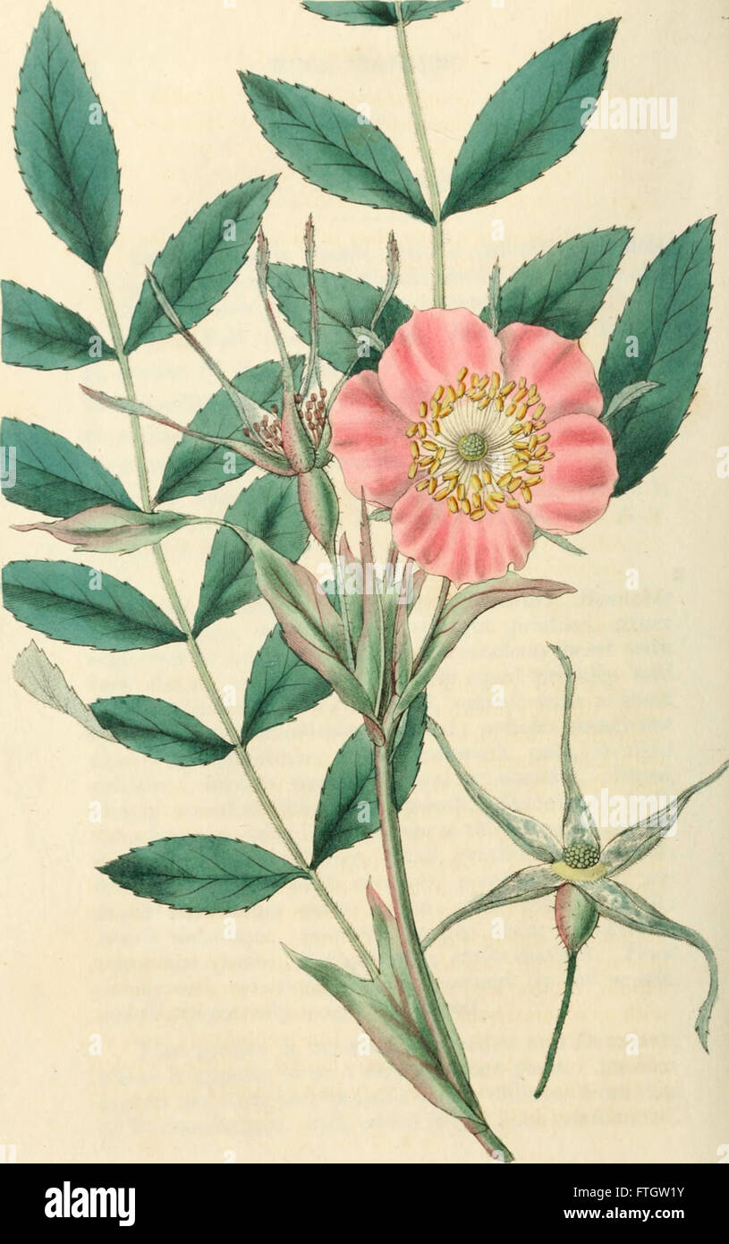 'Rosarum Monographia' is a botanical history of roses that includes ...