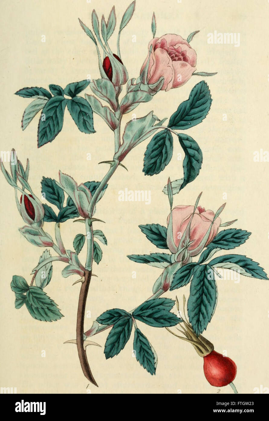 A botanical study of roses, detailing their varieties, cultivation, and ...