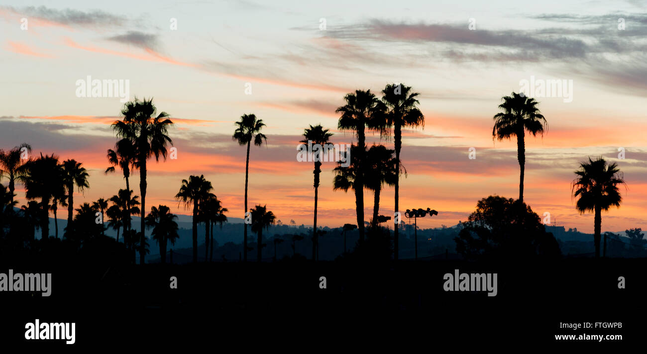 Multiple palm trees stand hi-res stock photography and images - Alamy