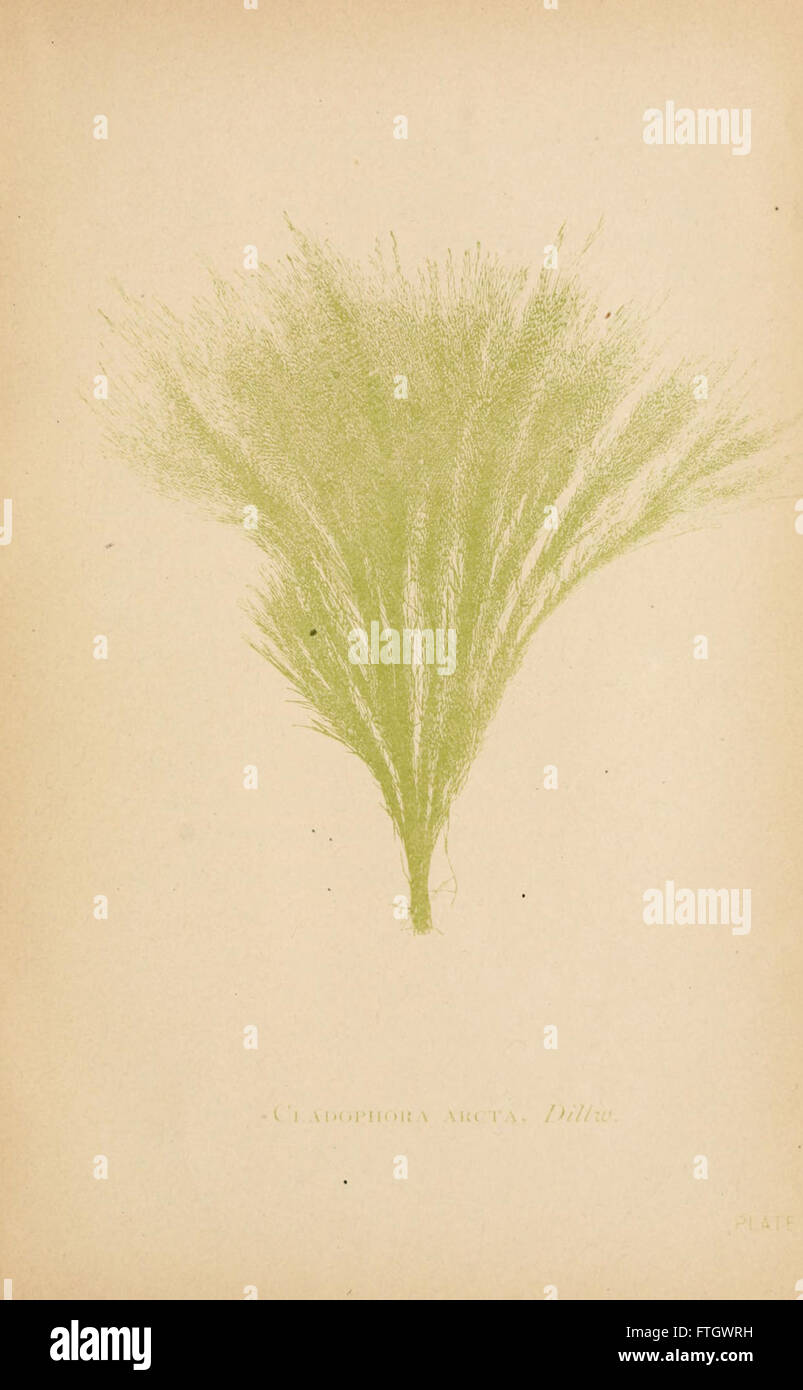 *Sea Mosses* (Plate III) features detailed illustrations of marine moss ...